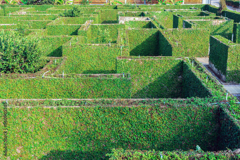 Climbing fig or Creeping fig (Ficus Pumila) the ivy plants are creeping ...