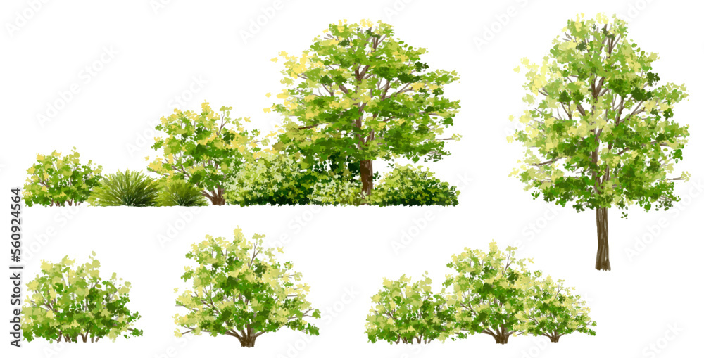 Vector watercolor of tree side view isolated on white background for ...