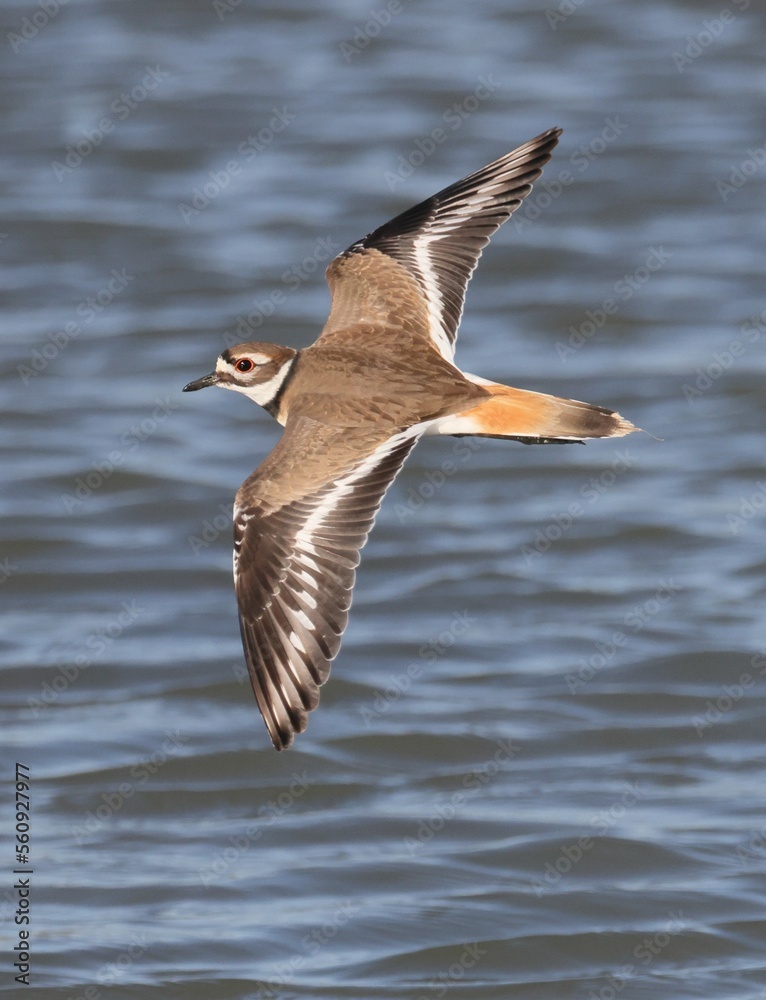 Killdeer in flight Stock Photo | Adobe Stock