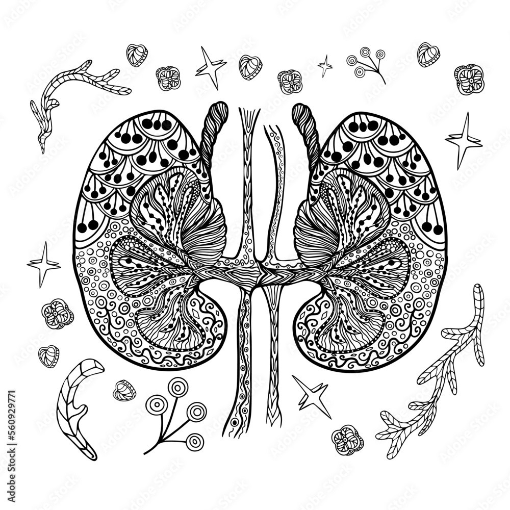 Vector illustration of human internal organs. Colouring book for adults ...