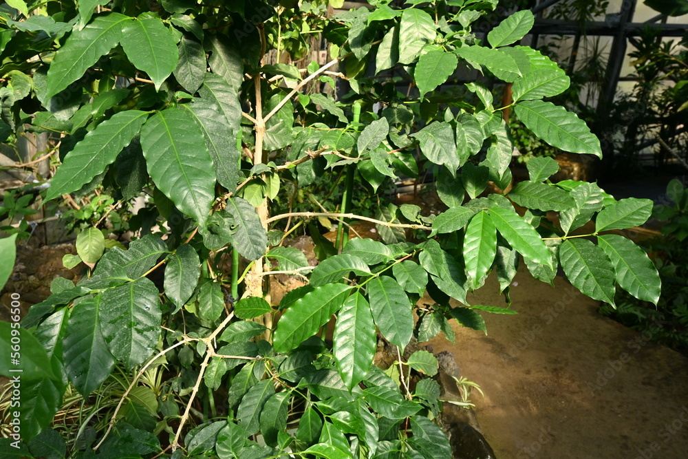 Coffee tree leaves Rubiaceae tropical plants. It has evergreen glossy ...