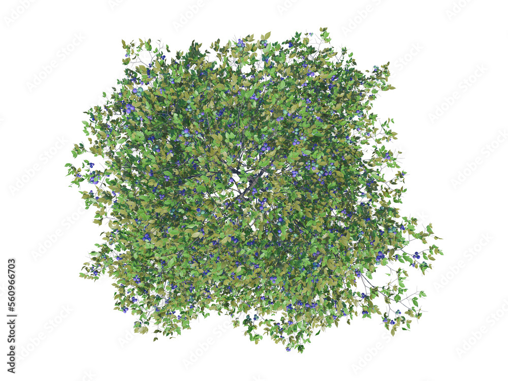 Plum Tree top view png alpha channel Stock Illustration | Adobe Stock