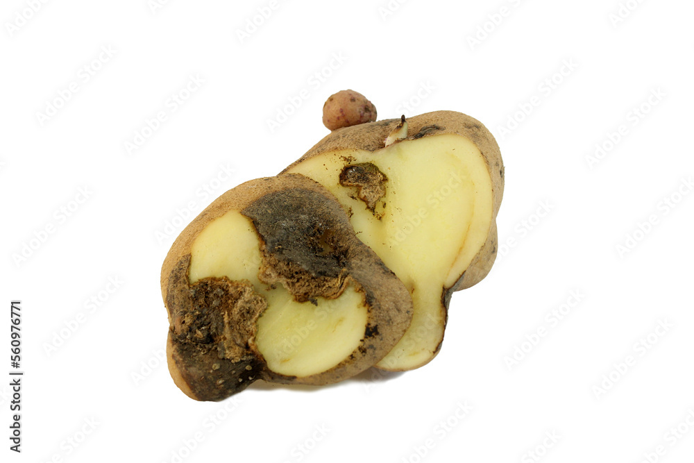 Potato diseases: Early blight . Isolated on white background Stock ...