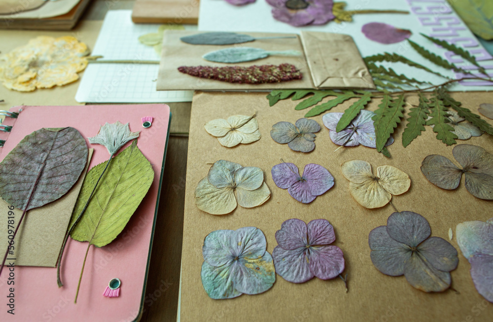 Old dry up flowers. Open book with herbarium pages. Vintage. Stock ...