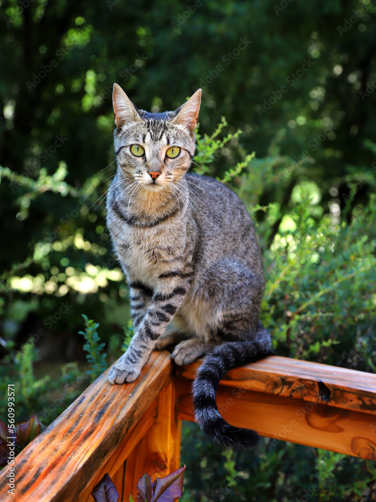 Gray tabby cat with green eyes. Young slim cat sitting outside looking ...