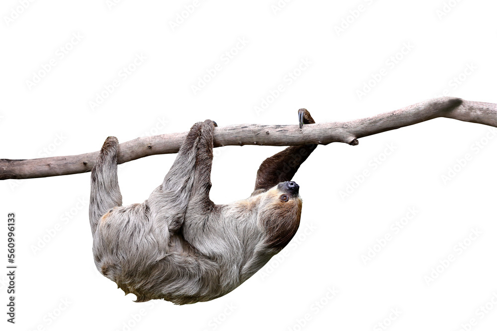 Fotka „Cute two-toed sloth hanging on tree branch isolated on ...