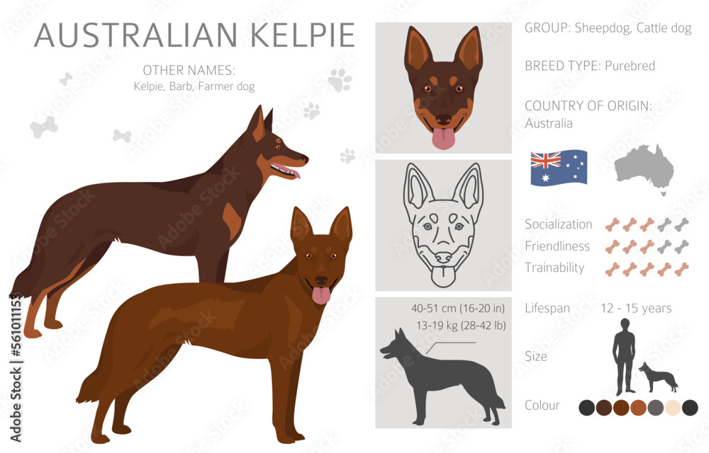 Australian Kelpie all colours clipart. Different coat colors set Stock ...