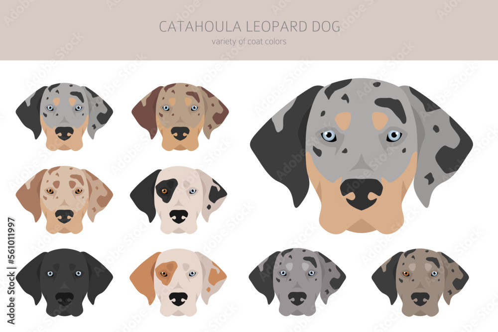 Catahoula Leopard dog clipart. All coat colors set. Different position ...