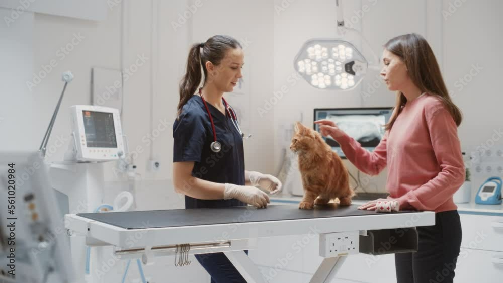 Young Attractive Cat Owner Holds Her Beloved Red Pet Maine Coon at a ...