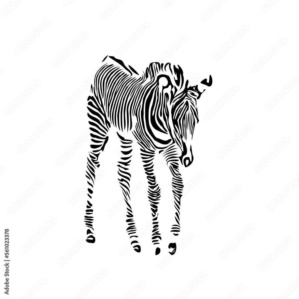 sketch of a zebra drawing with a transparent background Stock ...