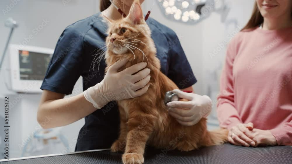 Veterinarian Using Stethoscope to Examining Breathing of a Pet Maine ...