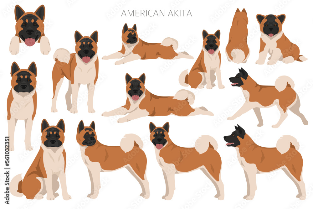 Vetor de American Akita dog clipart. All coat colors set. Different ...