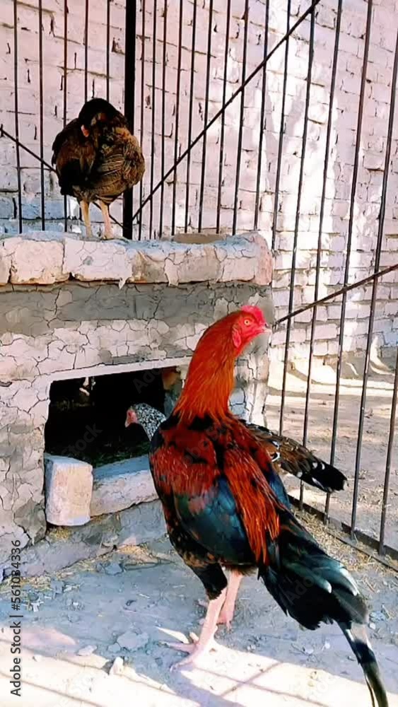 Aseel or asil rooster and hens chickens male and female pure breed fowl ...