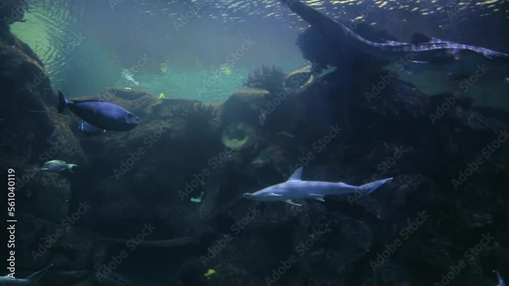 Hammerhead shark swims under water in the depth. Spotty coloring shark ...