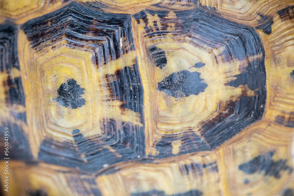 Pattern on Moorish tortoise shell Stock Photo | Adobe Stock