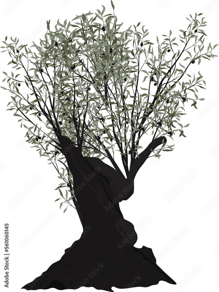 Vector Tree of Olive Tree or Olive tree on PNG white transparent ...