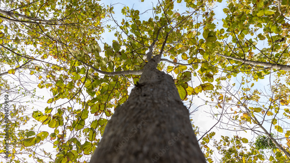 Teak forests to the environment . Teak leaf on tree low angle view ...