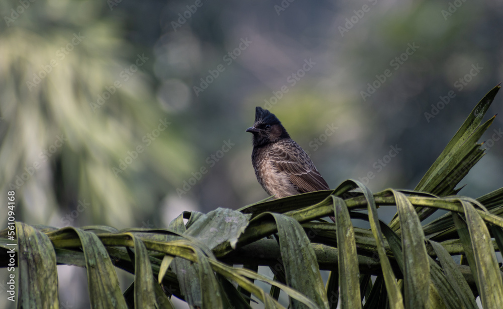 Red vented bulbul birds (bulbuli pakhi) sitting on the tree with green ...