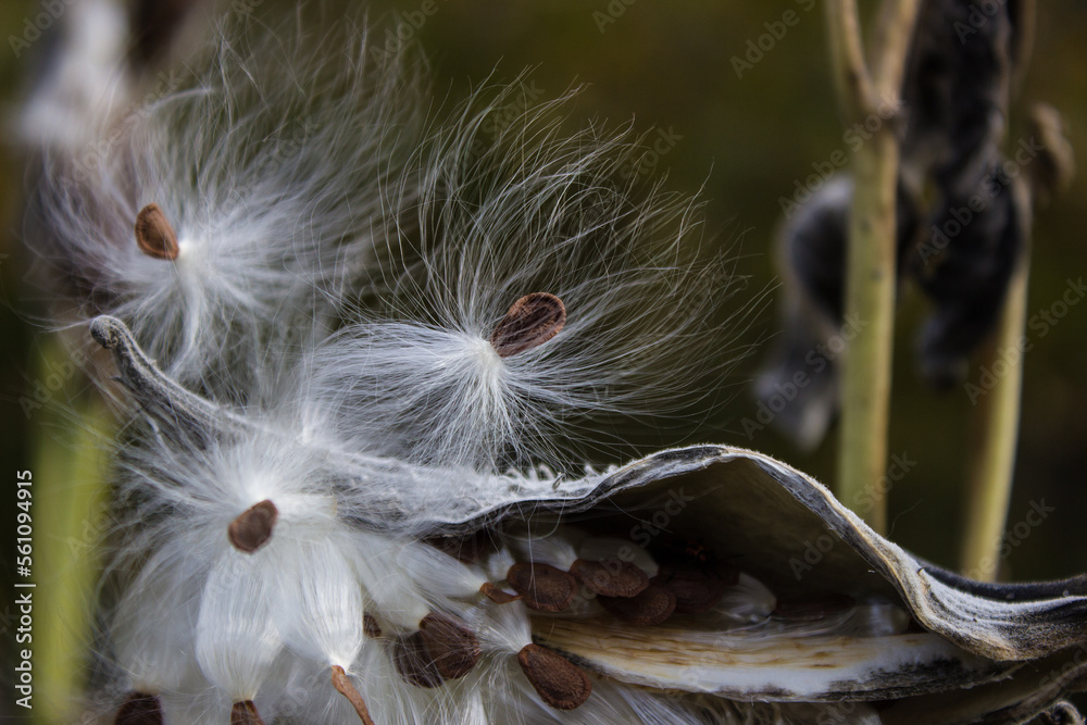 Milkweed seeds (Asclepias tuberosa) fluffed up by the wind are ready to ...