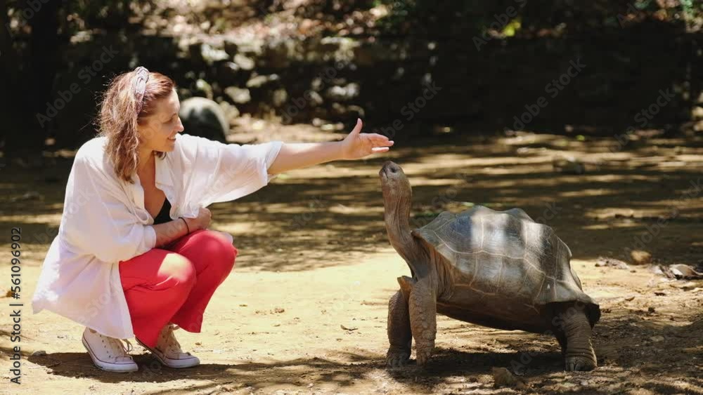 Smiling tourist woman patting Aldabra giant tortoise head - one of the ...