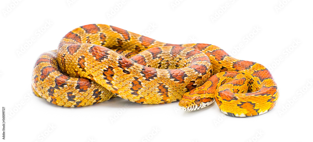 corn snake - Pantherophis guttatus - formerly known as Elaphe Guttata ...