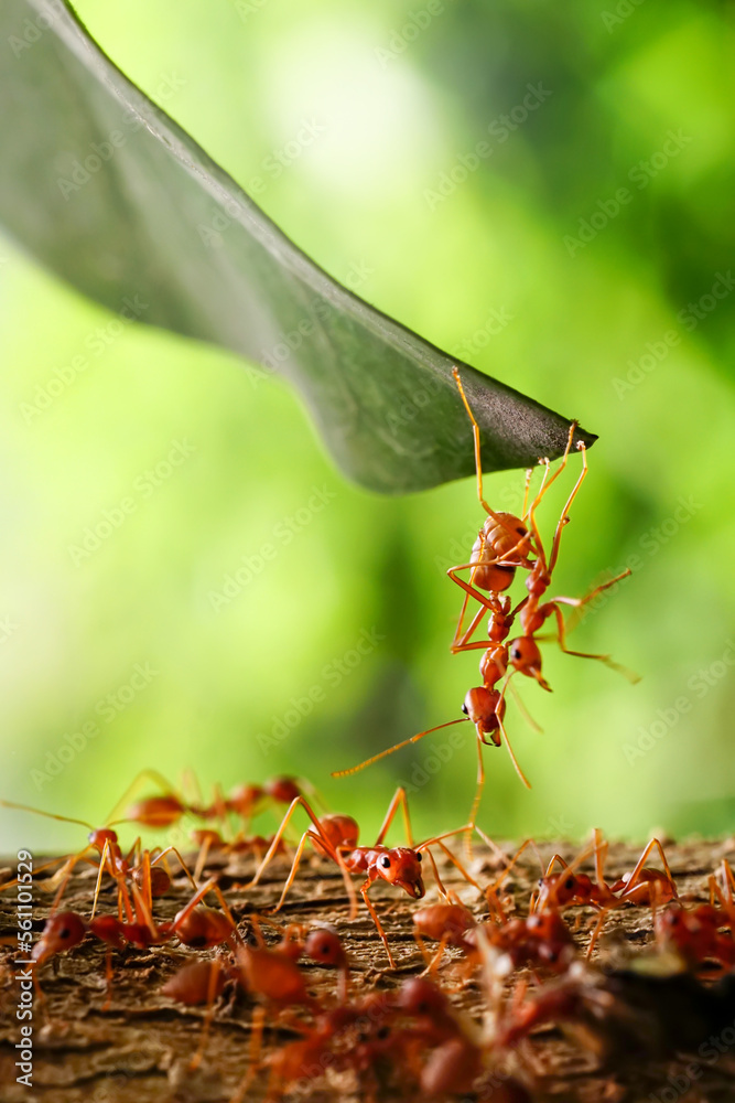Unity of ants, Ant bridge unity team, Ants help to carry food, Concept team work together. Red ...