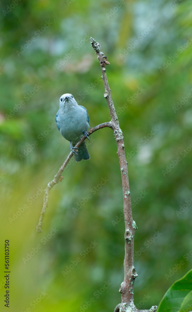 La tangara azuleja4 (en Costa Rica, Panamá y Perú) (Thraupis episcopus ...