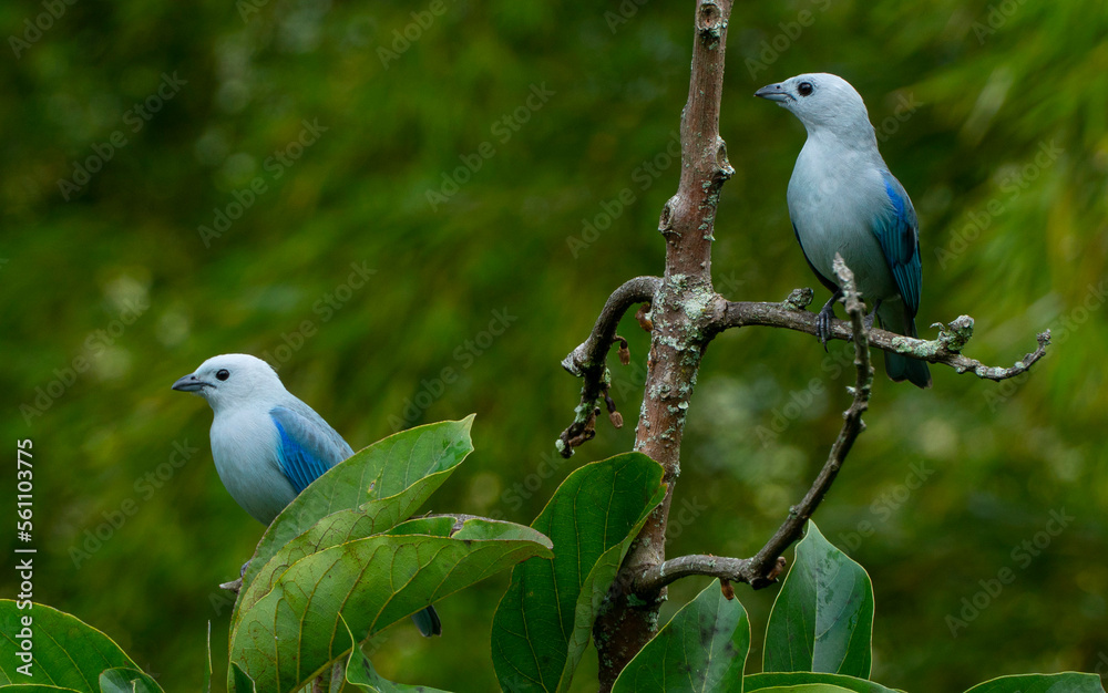 La tangara azuleja4 (en Costa Rica, Panamá y Perú) (Thraupis episcopus ...