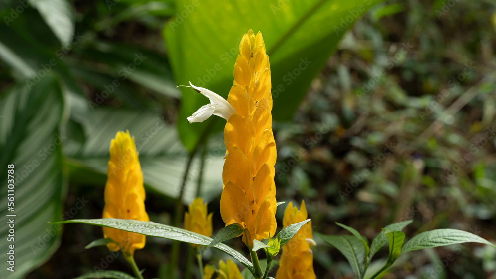 Foto de Pachystachys lutea Nees 1847, conocida en su lugar de origen ...