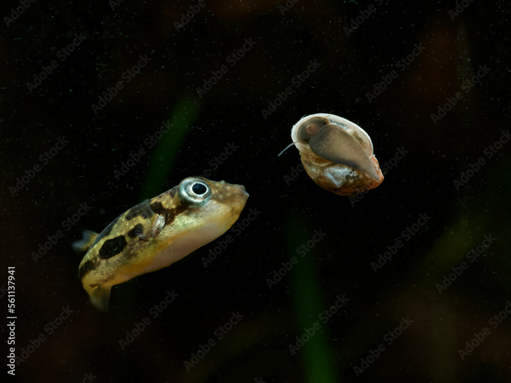 Hungry dwarf pea puffer (Carinotetraodon travancoricus) with tail ...