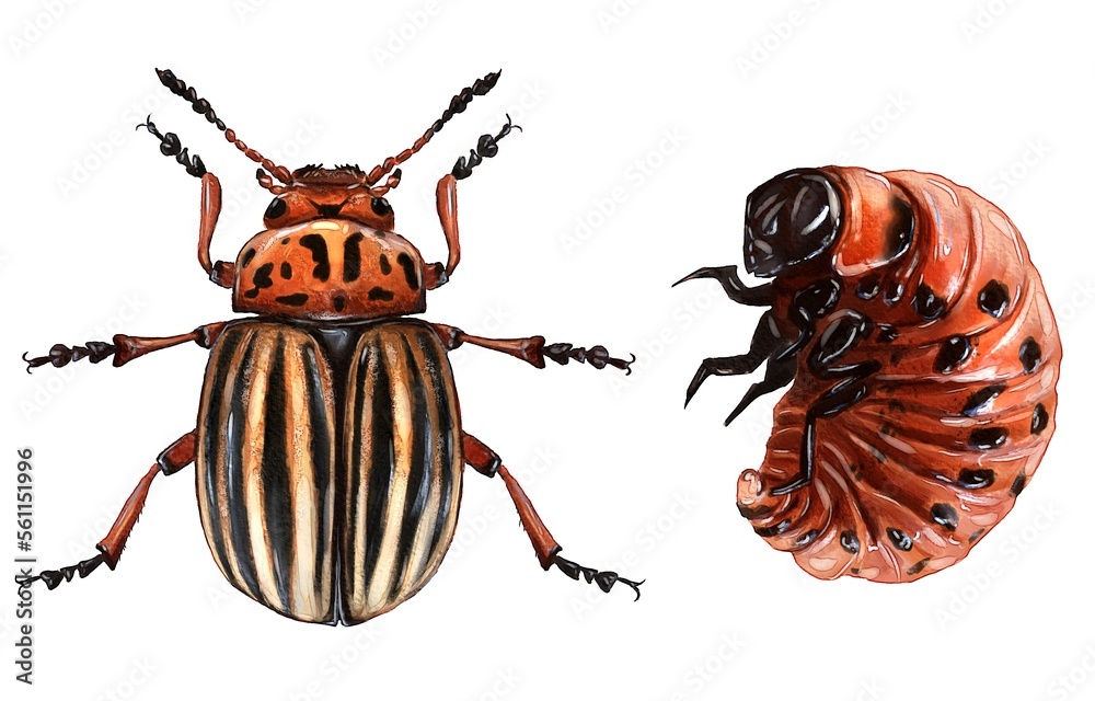 Watercolor drawing of the Colorado potato beetle and its larvae on a ...