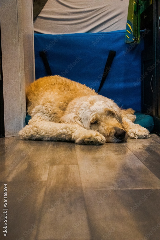 Maxwell The Golden Doodle Napping In The RV Stock Photo | Adobe Stock