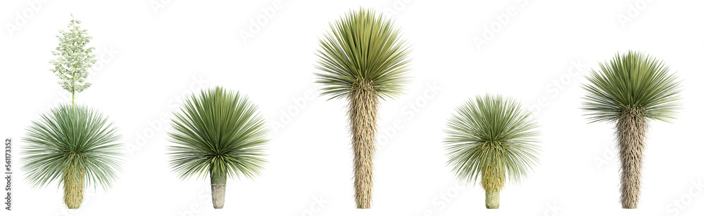 Yucca trees, 3D rendering with transparent background, for illustration ...