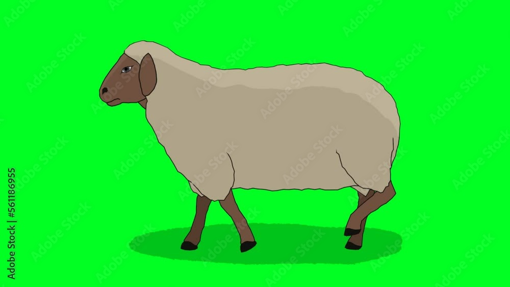 (Green screen animation) Walking cycle of 2D sheep character. Chroma ...
