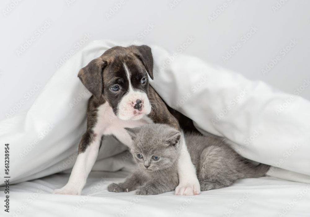 German boxer puppy hugs sleepy tiny kitten under warm white blanket on ...