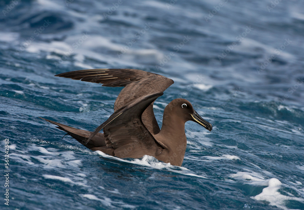 Zwarte Albatros, Sooty Albatross, Phoebetria fusca Stock Photo | Adobe ...