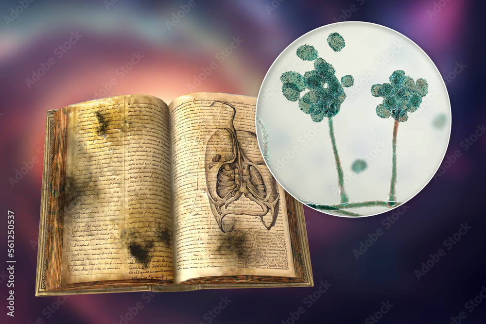 Open antique book with mold on its pages and close-up view of mold ...