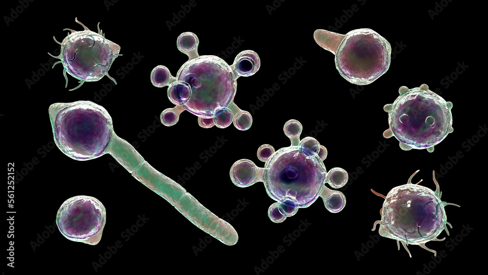 Conidiobolus coronatus microscopic fungi, 3D illustration. Tropical ...