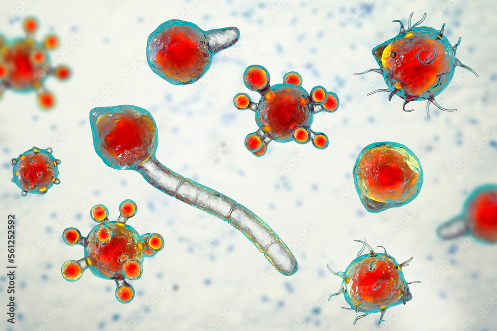 Conidiobolus coronatus microscopic fungi, 3D illustration. Tropical ...