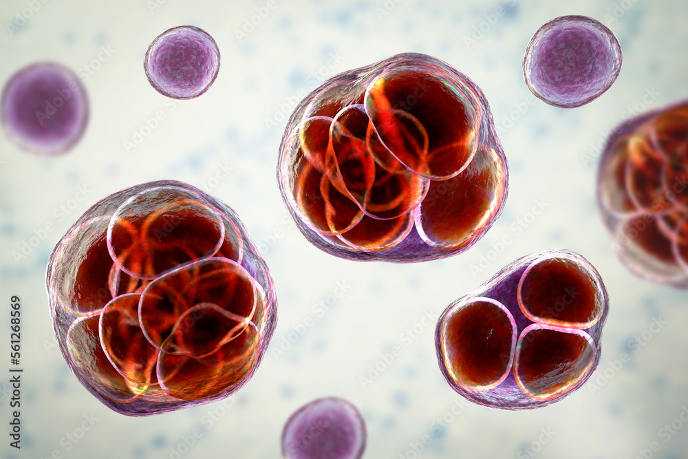 Prototheca wickerhamii algae, 3D illustration. Causes infection in ...