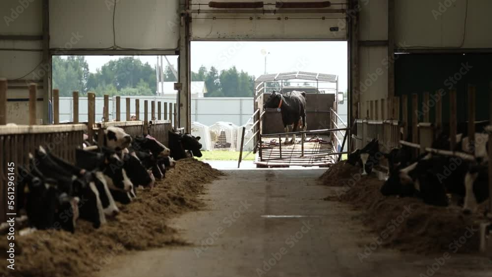 Industrial cultivation of cows on a milk or dairy farm. Cattle eating ...