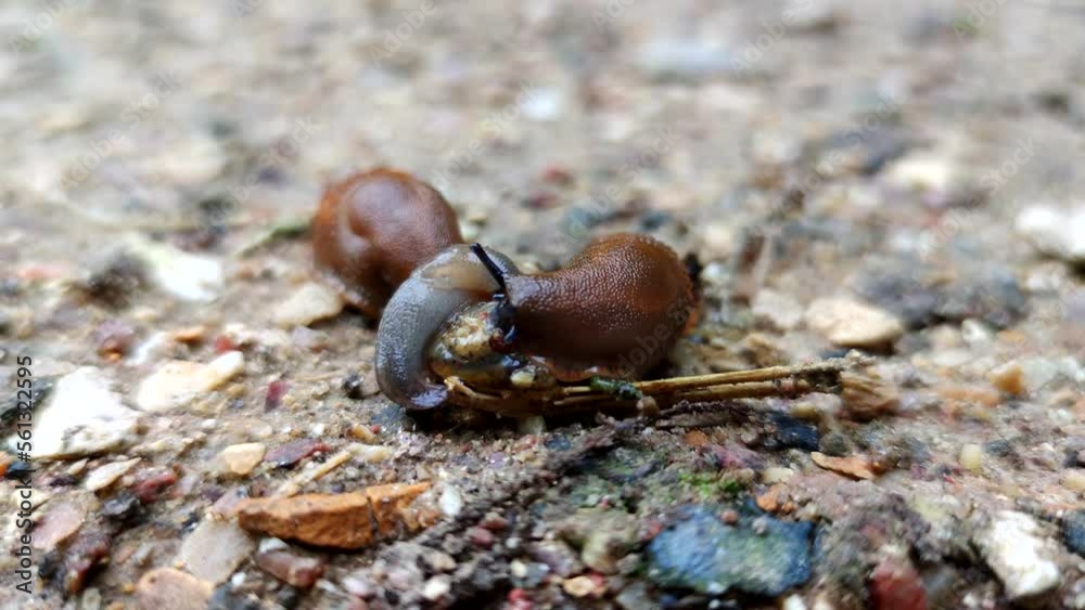 Vidéo Stock Close-up view of group of Spanish slugs (Arion vulgaris ...