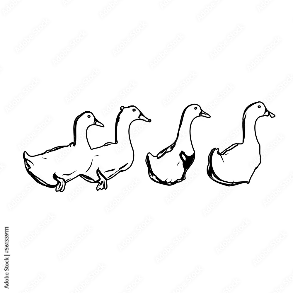 Sketch a black and white picture of a duck with a transparent ...
