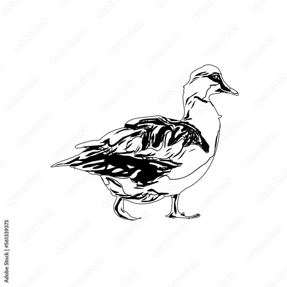 Sketch a black and white picture of a duck with a transparent ...