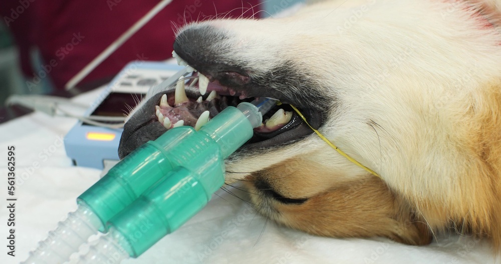 Anesthetized dog lies on the operating table connected through tubes to ...