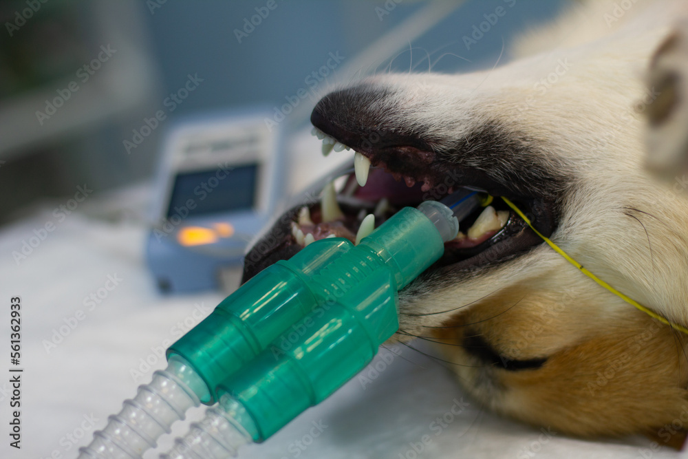 Side view of the muzzle of a dog on the operating table under ...