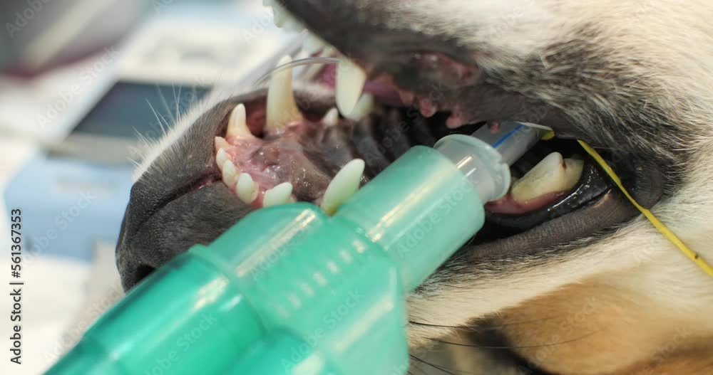 Video Stock Close-up on the mouth of an intubated dog that sleeps under ...