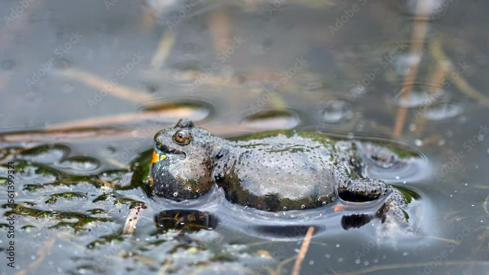 The European fire-bellied toad (Bombina bombina) on the surface of the ...