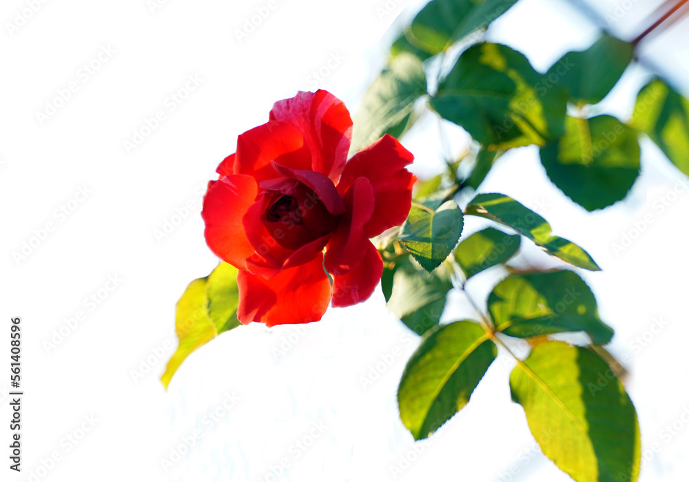 isolated red roses on white background. which is a symbol of true love ...