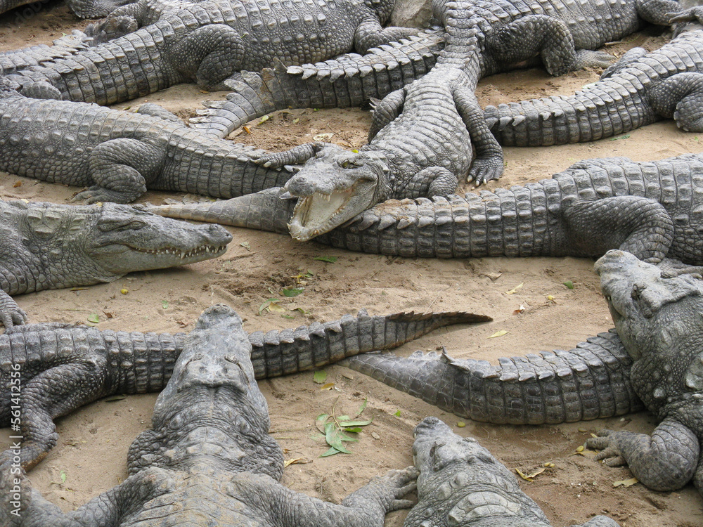 Many crocodiles basking together in the sun on a sandy beach one on top ...